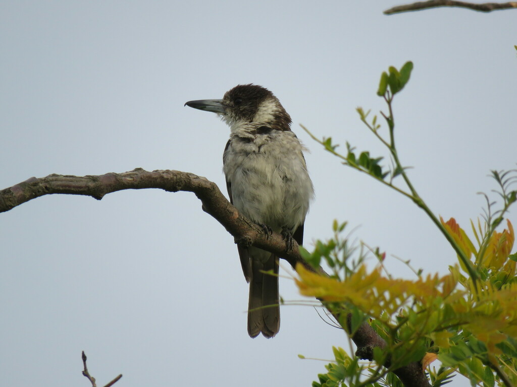 Grey Butcherbird from Jarrahmond VIC 3888, Australia on January 7, 2024 ...