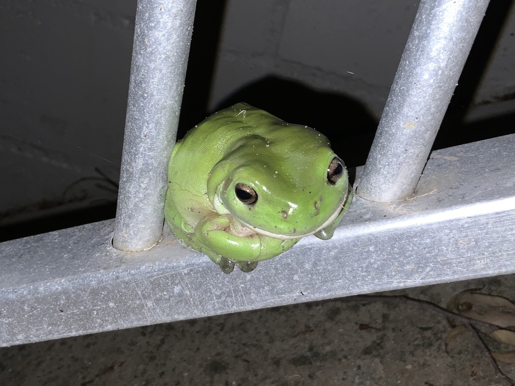 Australian Green Tree Frog in January 2024 by Susan Edman · iNaturalist