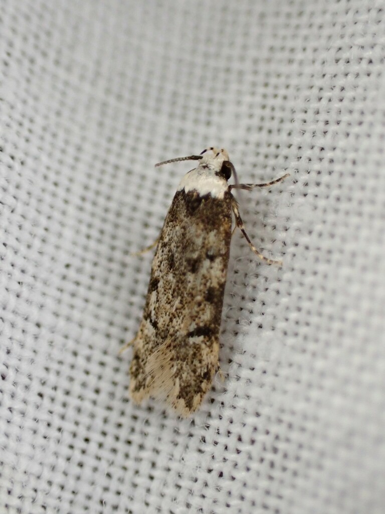 White-shouldered House Moth from Seaspray VIC 3851, Australia on ...