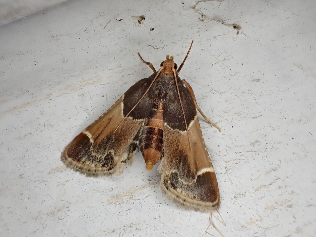 Meal moth from Seaspray VIC 3851, Australia on January 16, 2024 at 10: ...