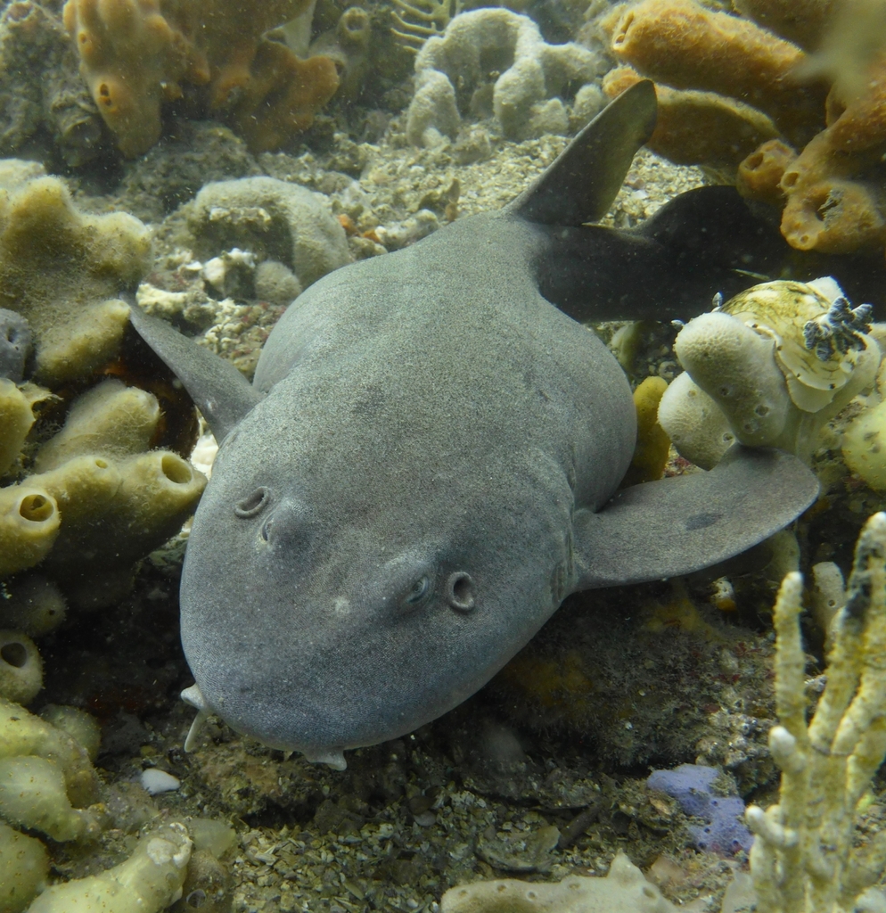 Blind Sharks (Brachaelurus) - Marine Life Identification