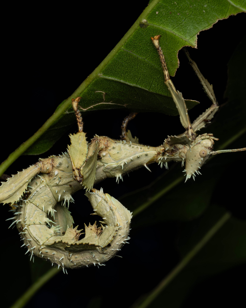 Spiny Leaf insect from Barron Gorge National Park, Kuranda, QLD, AU on ...