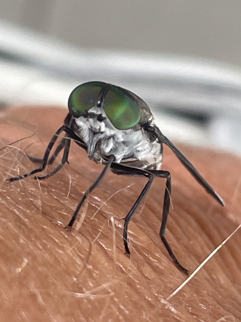 Orthorrhaphan Flies from Sanctuary Cr, Wongaling Beach, QLD, AU on ...