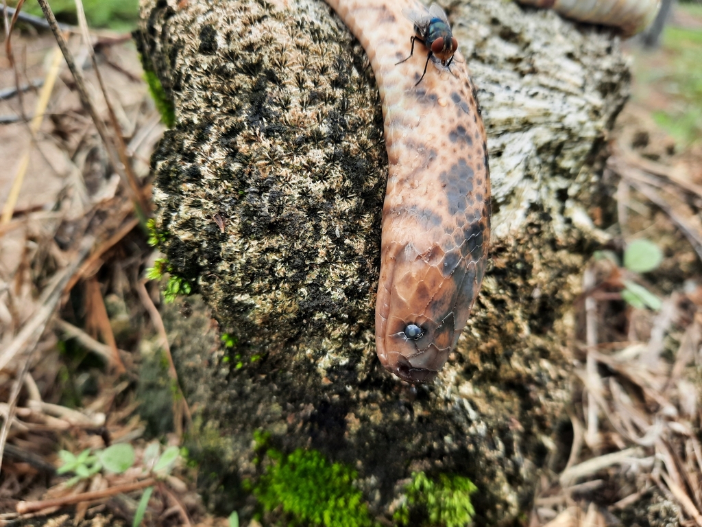 Ikaheka Snake in January 2024 by tiffany_beachy. Found dead · iNaturalist