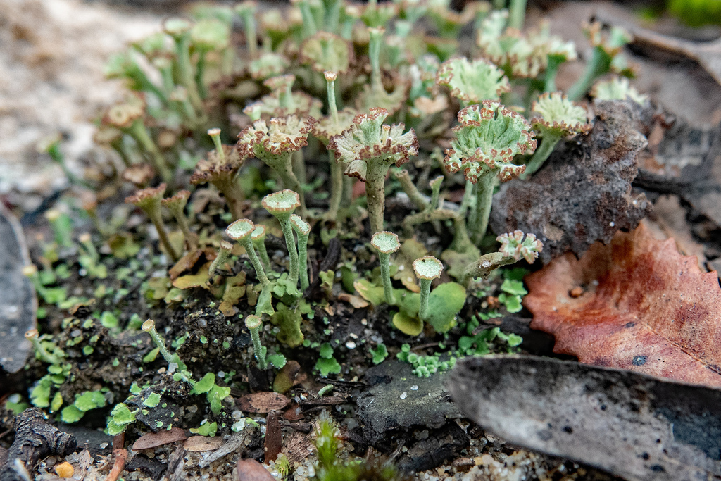 Ladder Lichen from Douglas VIC 3409, Australia on August 28, 2023 at 09 ...
