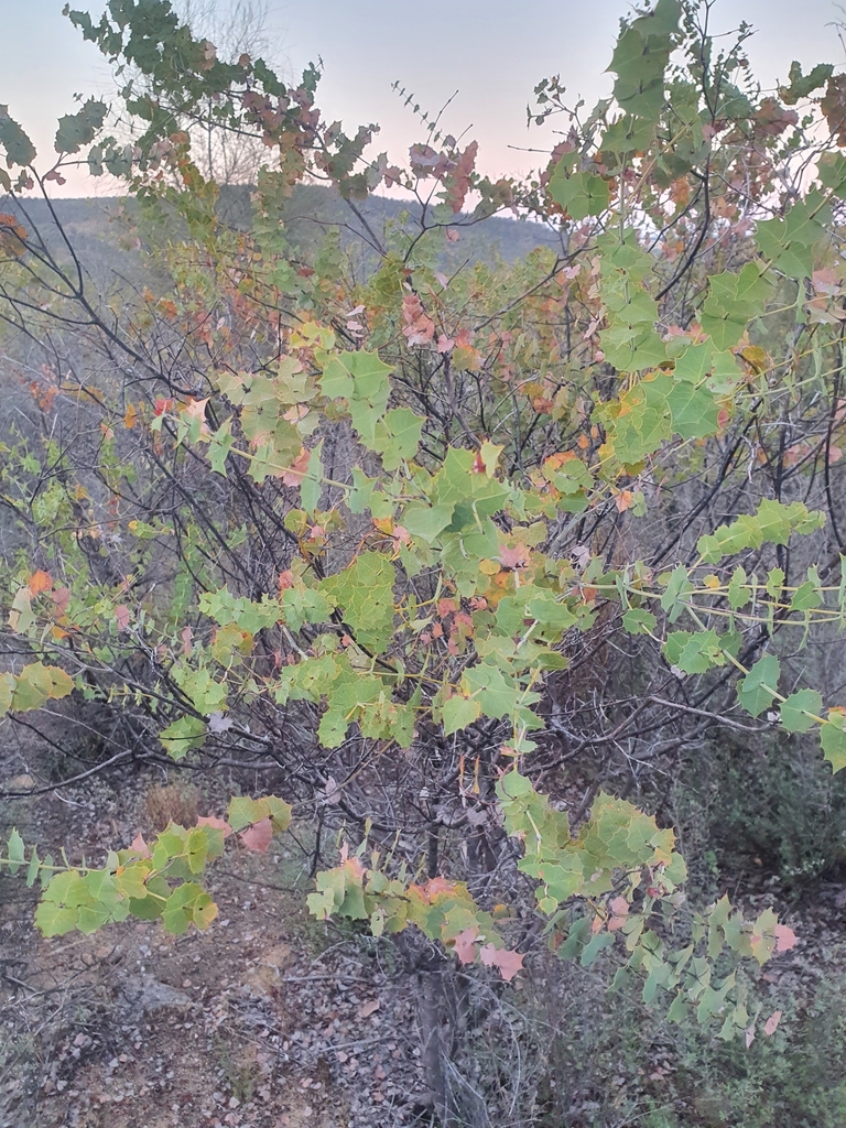 Prickly Poison from Avon Valley National Park WA 6084, Australia on ...