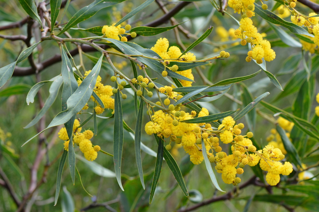 wattles from Boyatup WA 6450, Australia on August 30, 2023 at 11:58 AM ...