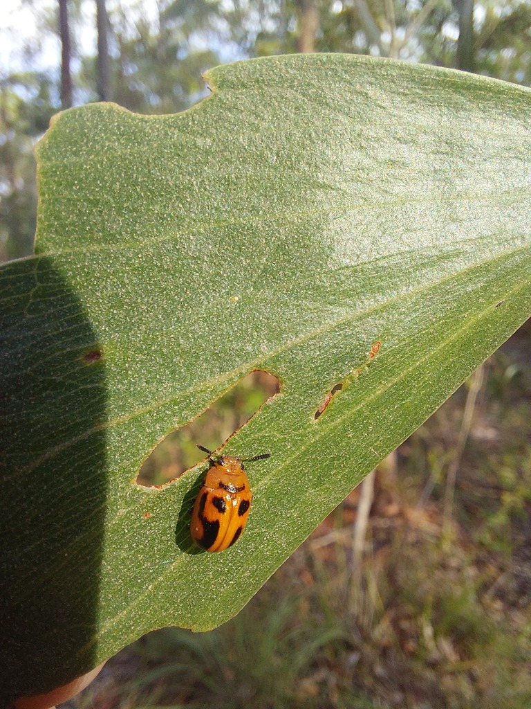 I-Mark Leaf Beetle from Brisbane QLD, Australia on January 19, 2024 at ...