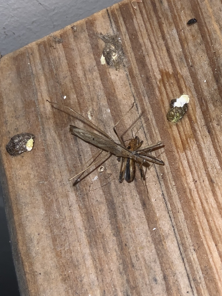 Sastrapada australica in January 2024 by Susan Edman. Larger insect of ...