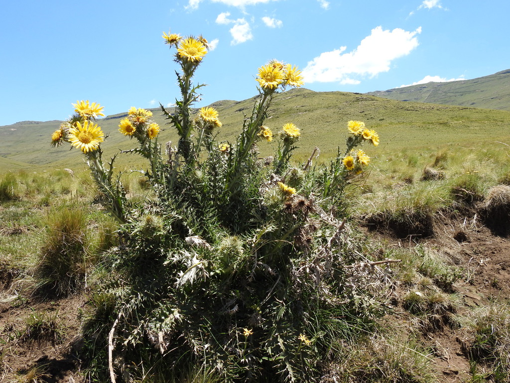 Thorny African Thistle from Joe Gqabi District Municipality, South ...