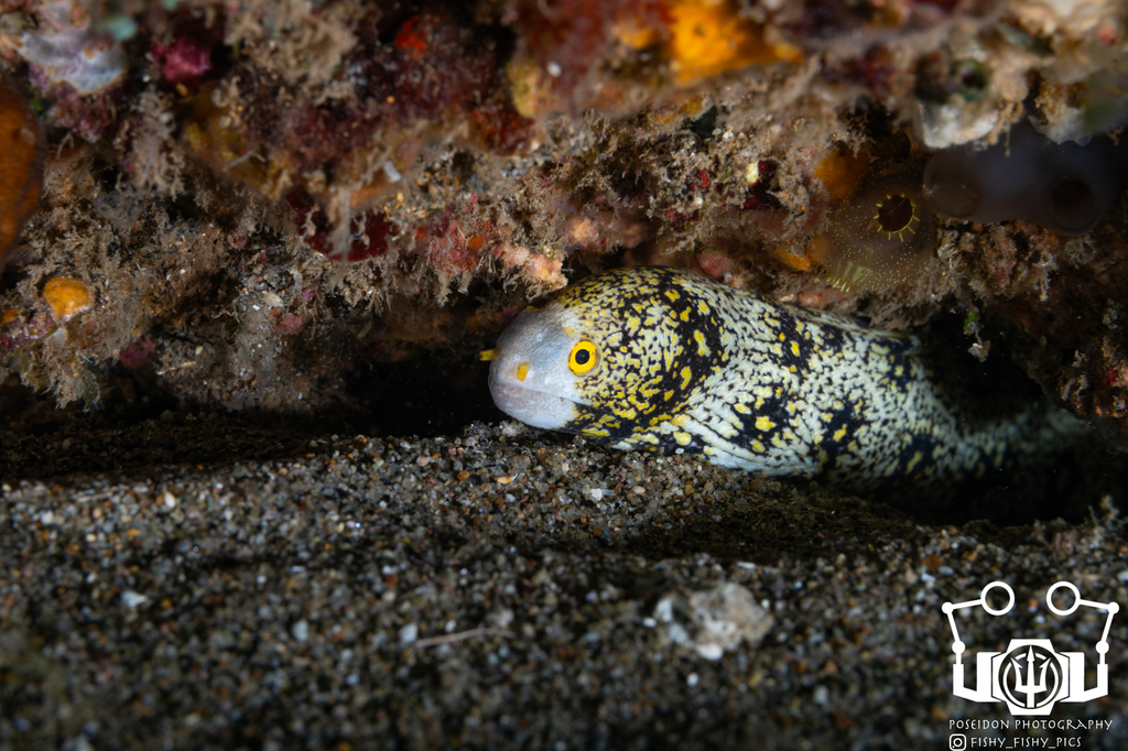 Snowflake Moray from Zamboanguita, Negros Oriental, Philippines on ...