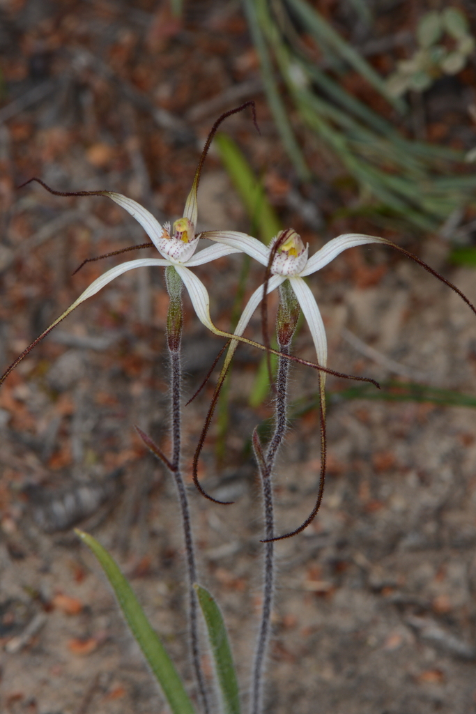 western wispy spider orchid from Boyatup WA 6450, Australia on August ...