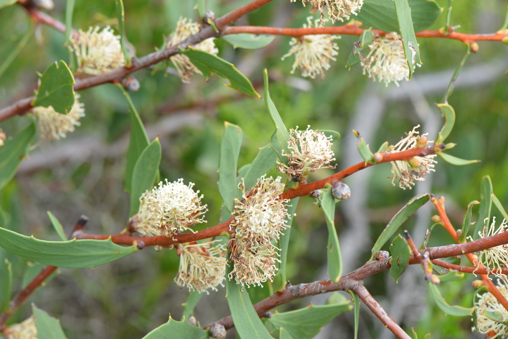 Hakea nitida from Boyatup WA 6450, Australia on August 30, 2023 at 12: ...