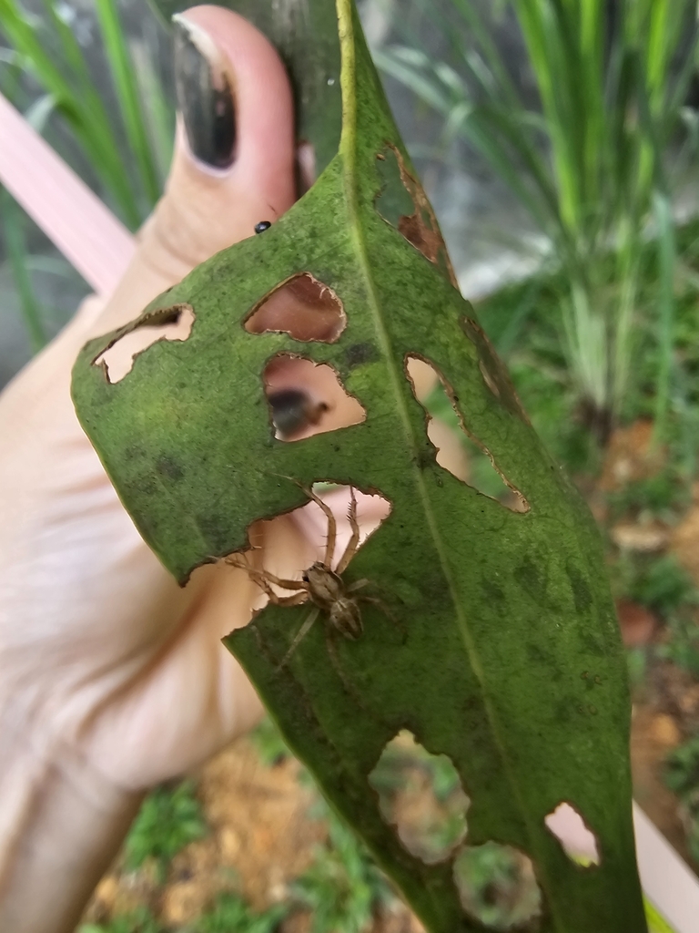 Entelegyne Spiders from 535X+FWC, Sambau, Nongsa, Batam City, Riau ...