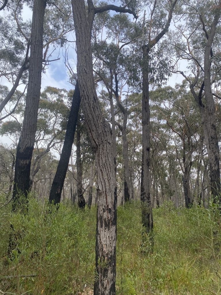 Silvertop Ash from Beowa National Park, Green Cape, NSW, AU on January ...