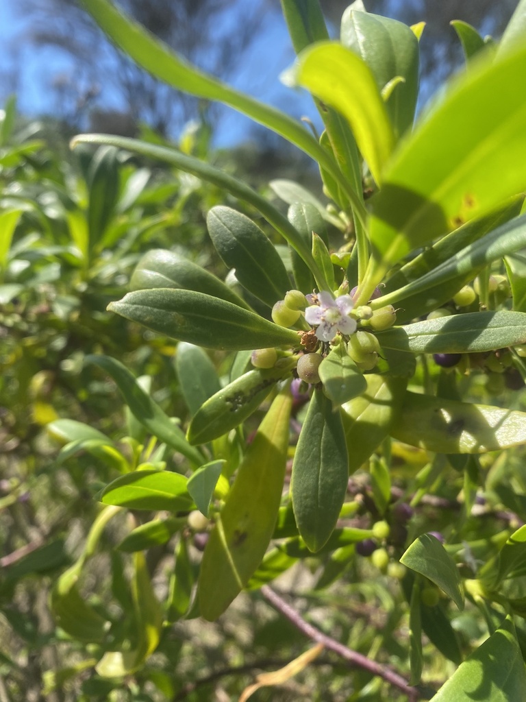 common boobialla from Wonboyn, NSW, AU on January 18, 2024 at 11:21 AM ...