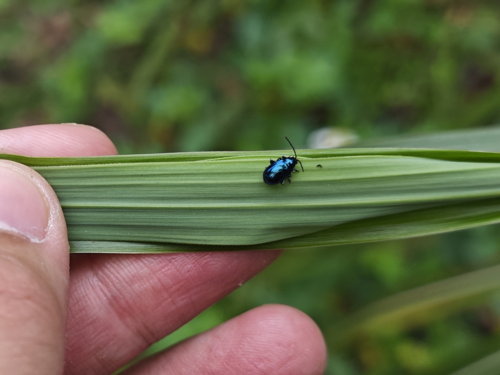 Altica birmanensis from 广西壮族自治区崇左市江州区罗白乡313省道 on January 18, 2024 at 03 ...