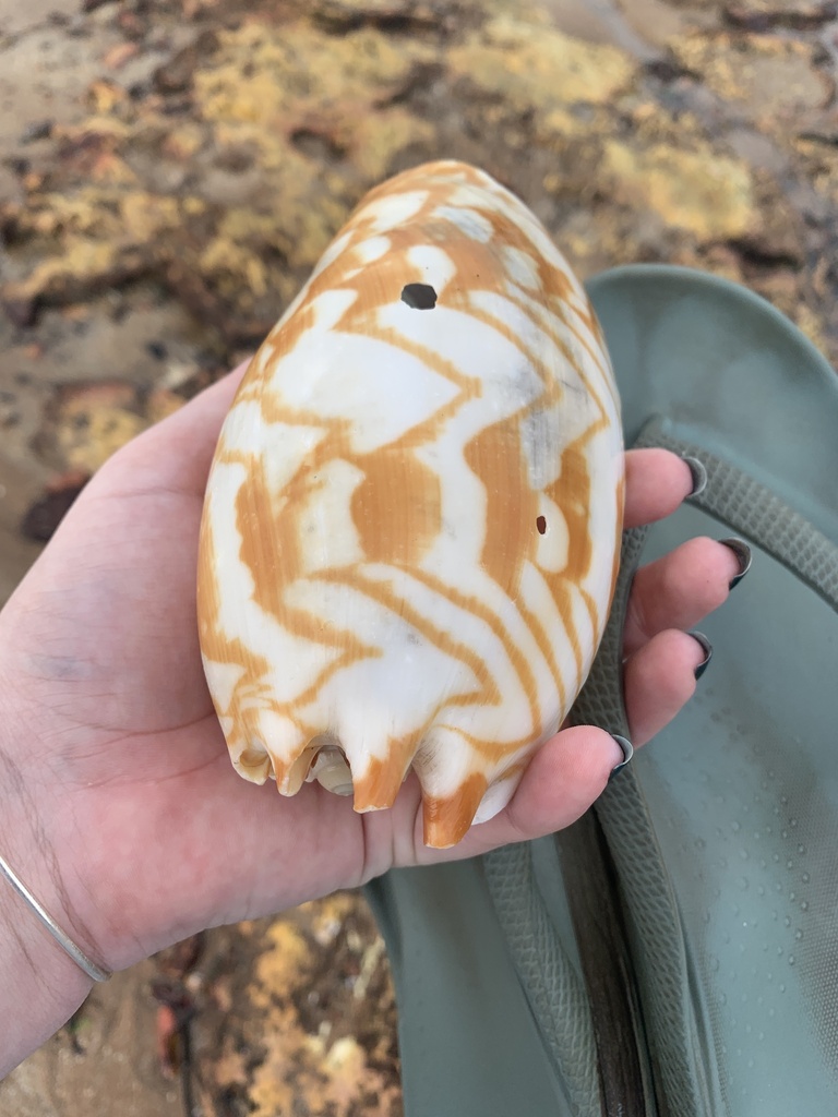 Melon Shell from Indian Ocean, East Point, NT, AU on January 19, 2024 ...