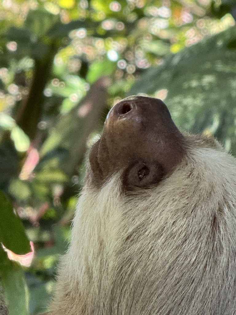 Hoffmann's Two-toed Sloth from Refugio animal de Costa Rica, San Jose ...