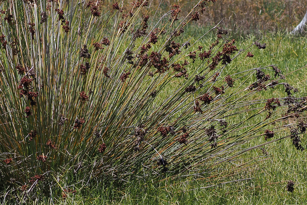 spiny rush from Meningie SA 5264, Australia on January 12, 2024 at 12: ...