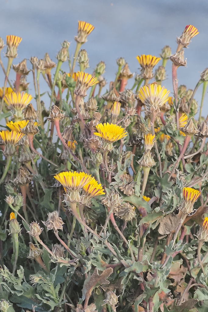False Sow-thistle from Kingston SE SA 5275, Australia on January 13 ...