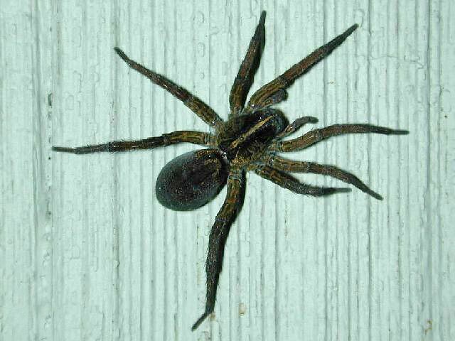 Wetland Giant Wolf Spider from Bedford Audubon Society, Katonah, NY ...