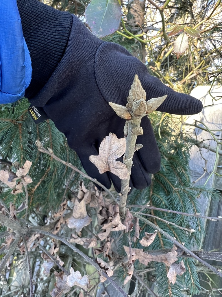 Oregon oak from Barclay Hills Park, Oregon City, OR, US on January 15 ...