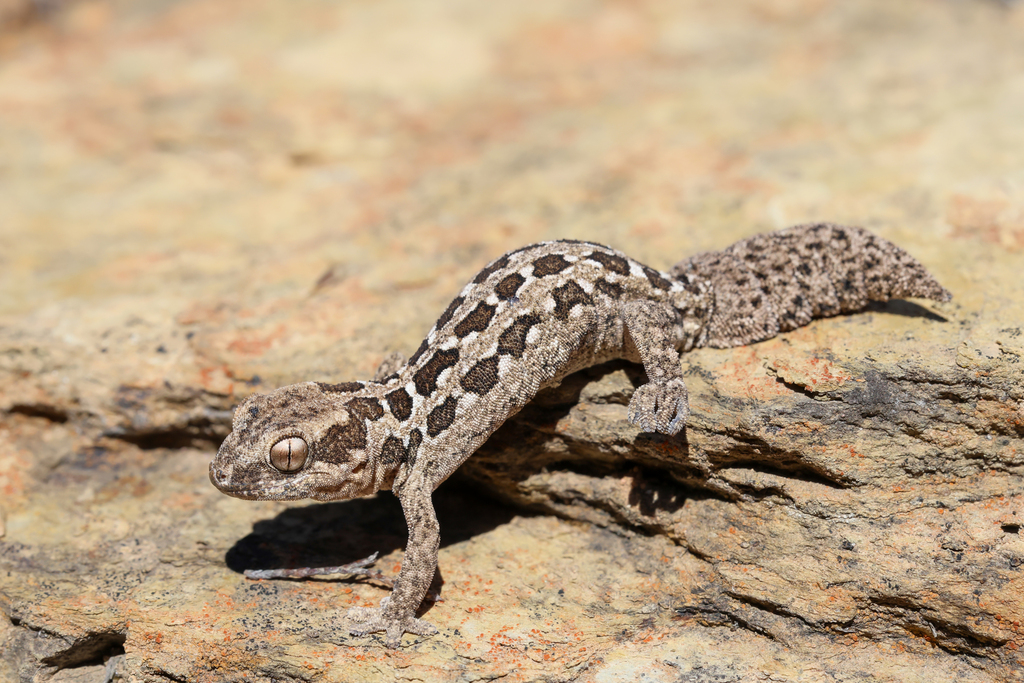 Spotted Thick-toed Gecko from East of Barrydale, R62 on January 18 ...