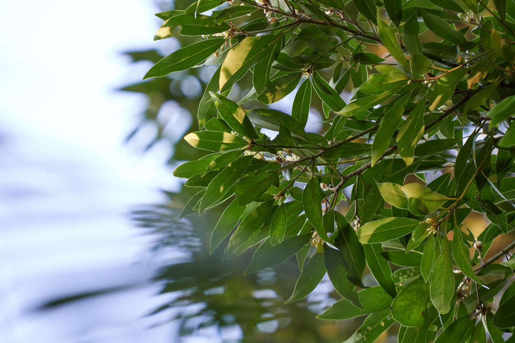 Machilus gamblei in January 2024 by tkp123 · iNaturalist