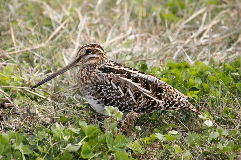 Wilson's Snipe from Jackson County, TX, USA on January 18, 2024 at 01: ...