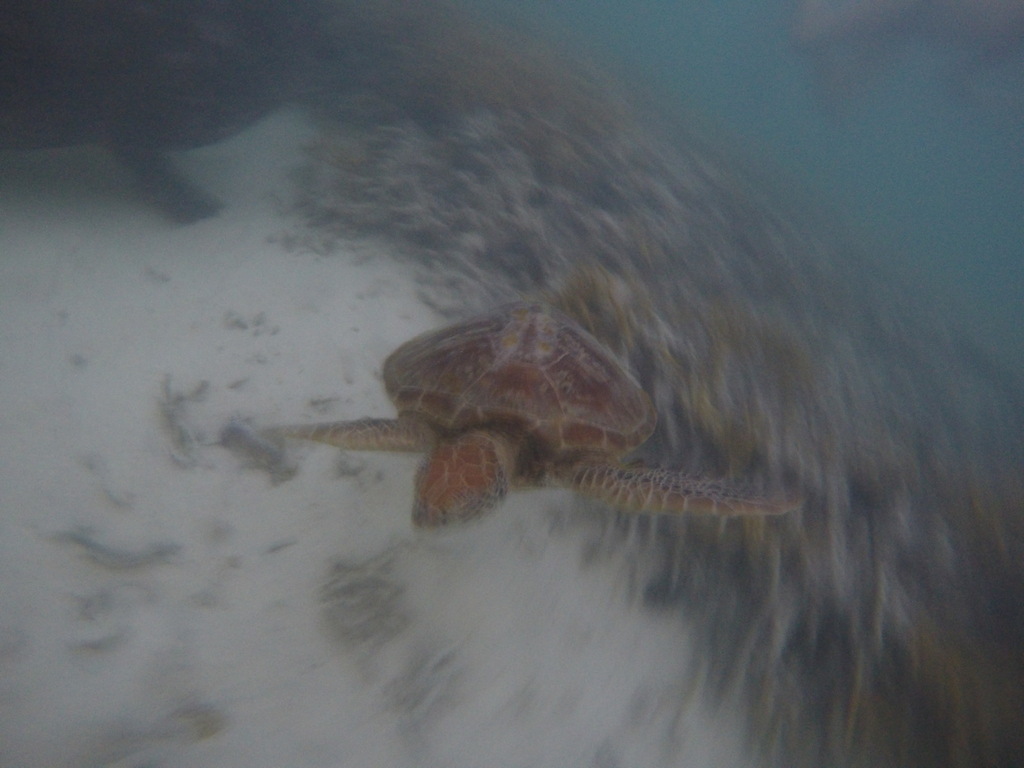 Sea Turtles from Gladstone, QLD, Australia on February 22, 2016 by Jon ...