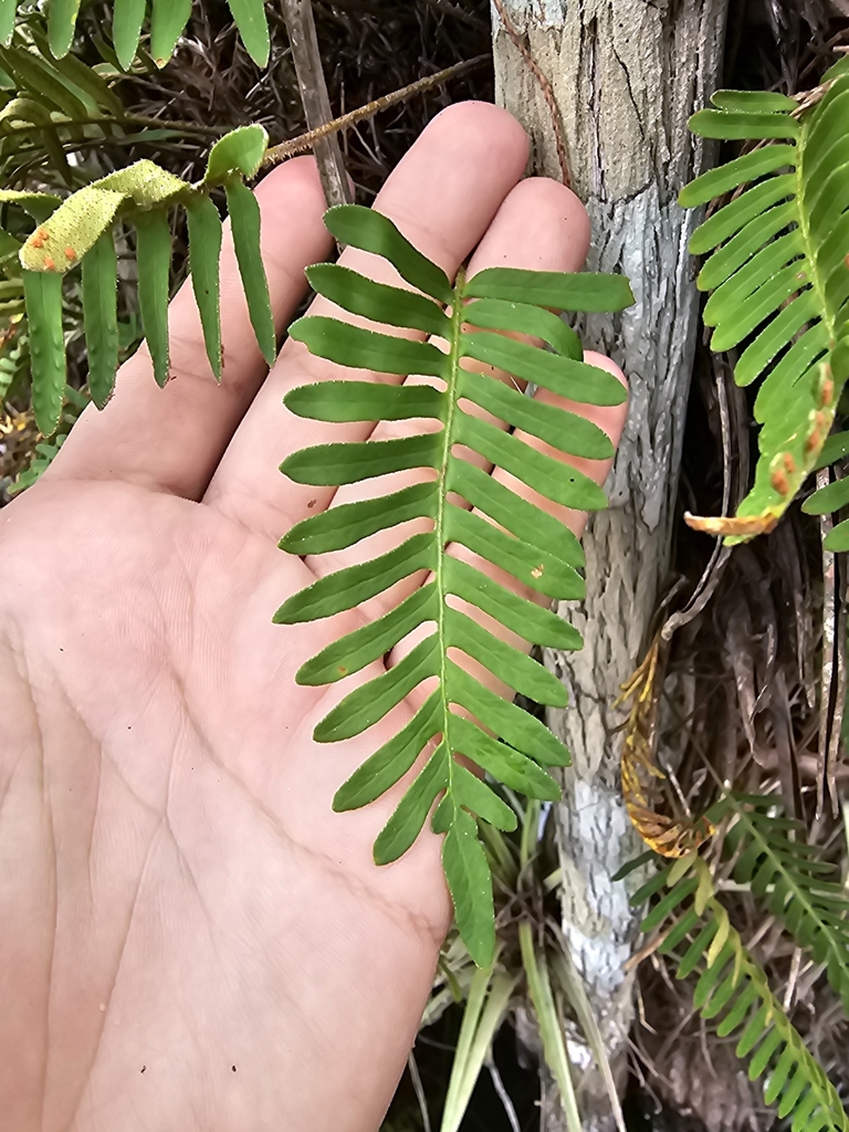 resurrection fern from Big Cypress, FL, USA on January 19, 2024 at 10: ...