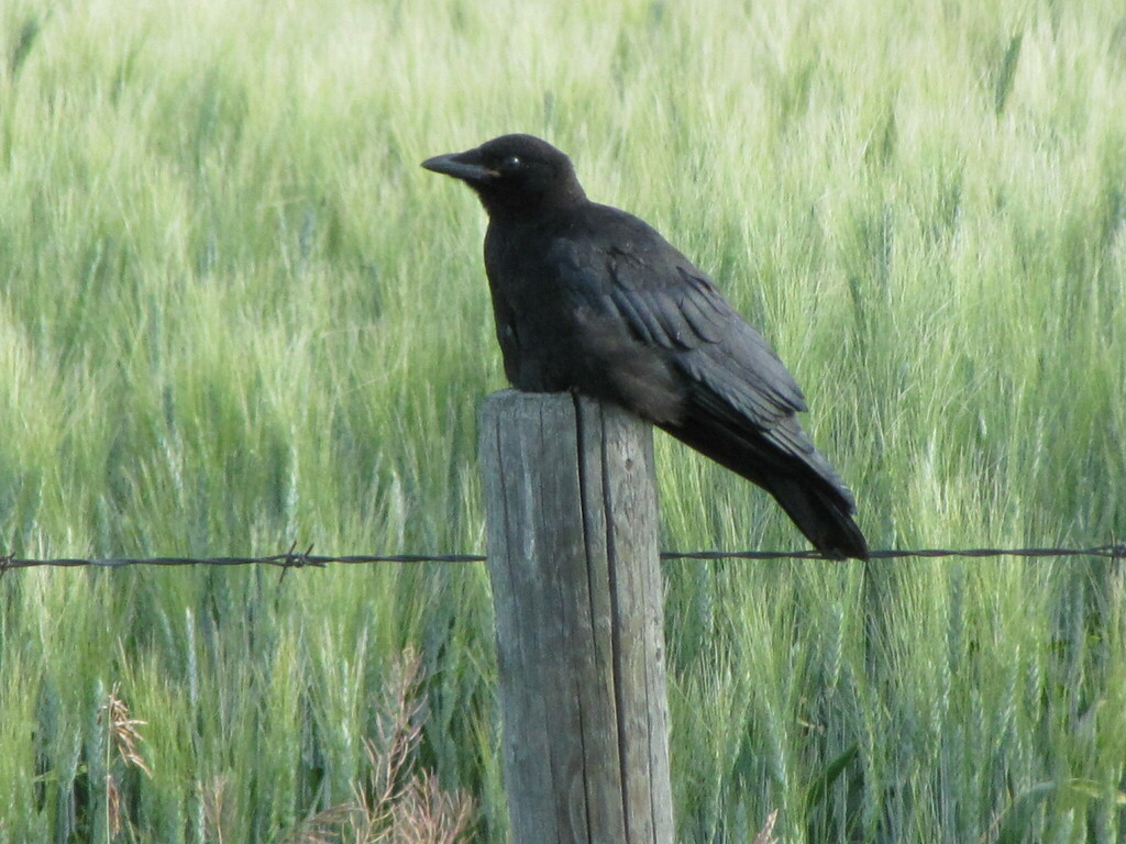 American Crow from Cypress County, AB, Canada on July 9, 2016 at 08:13 ...