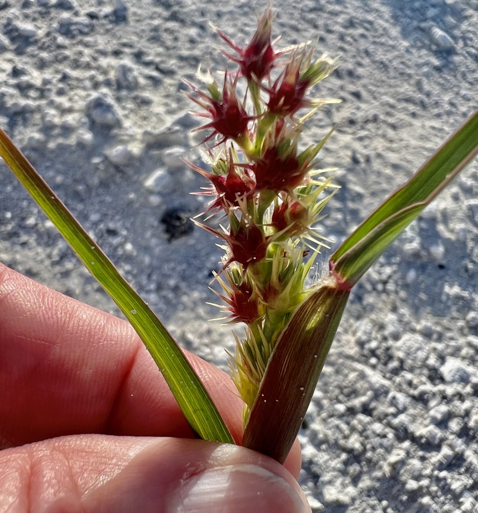 coastal sandbur from East Caicos, South Caicos And East Caicos, TC on ...