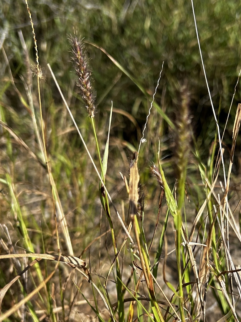 buffelgrass from Oso Bay Hiking Trail, Corpus Christi, TX, US on ...