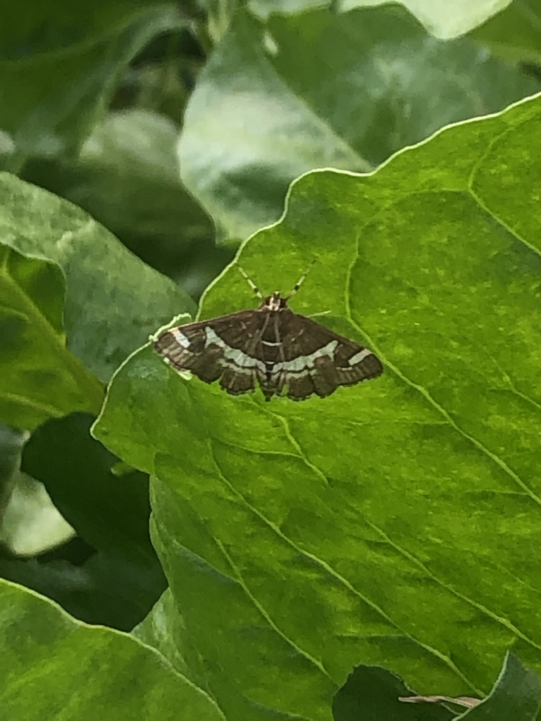 Hawaiian Beet Webworm Moth from Madeira Island, Funchal, Madera, PT on ...