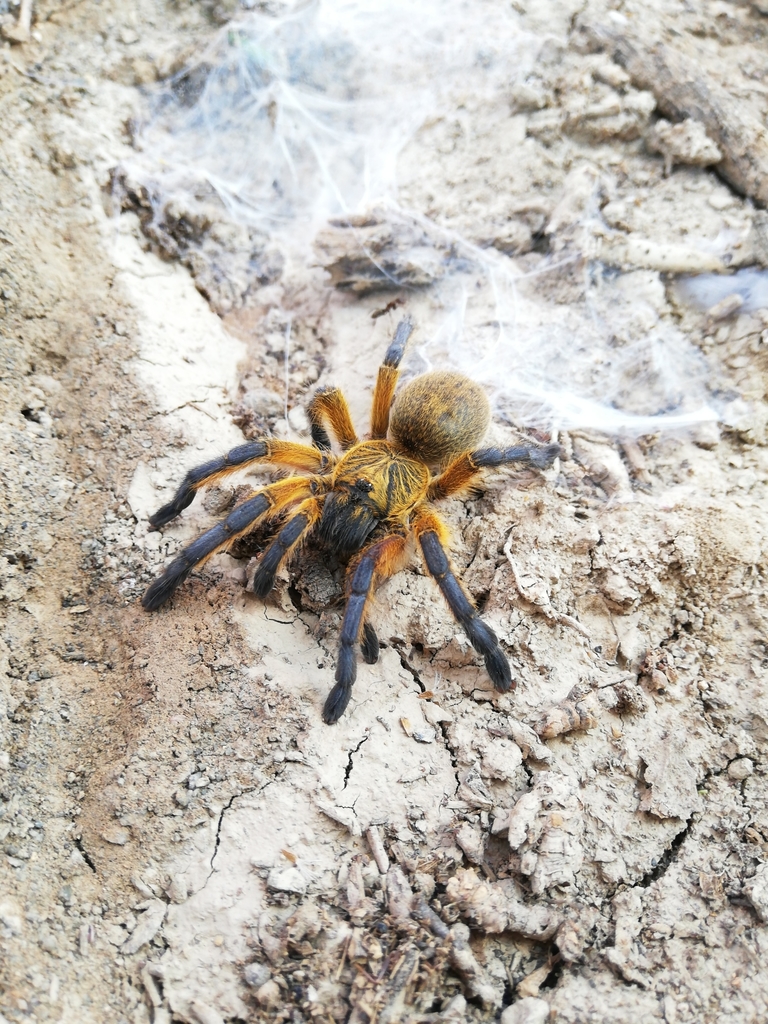 Golden Blue Leg Baboon Spider in April 2019 by Christiaan Viljoen ...