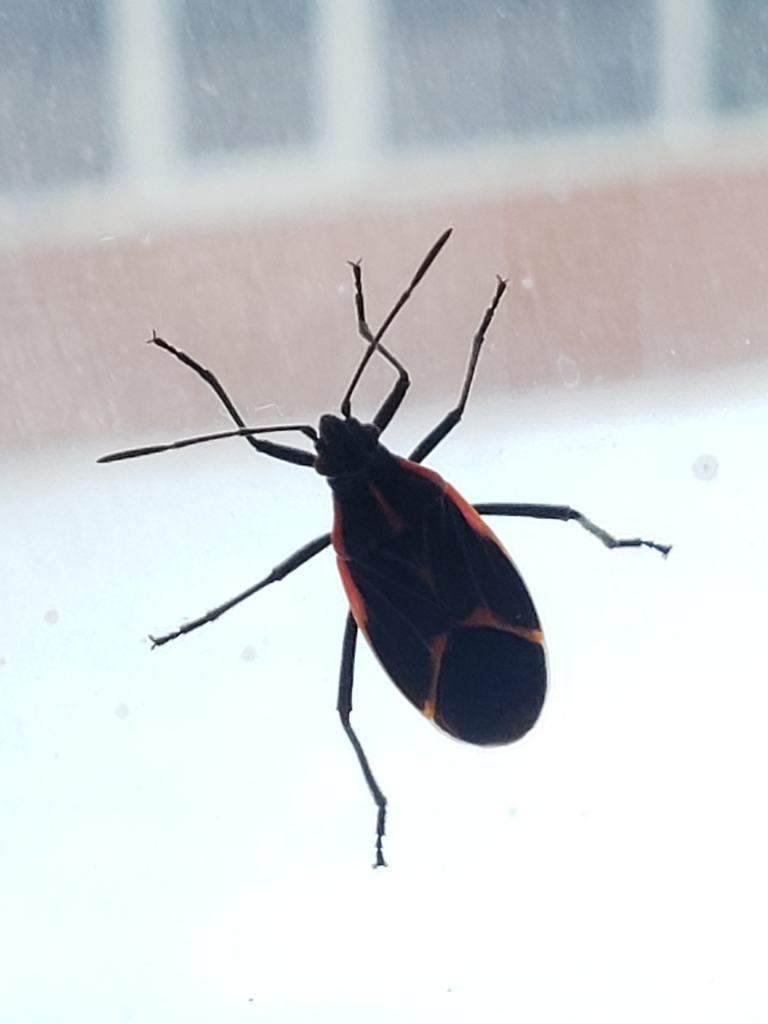 Eastern Boxelder Bug from 428 South Shaw Lane 1501 Engineering Building ...