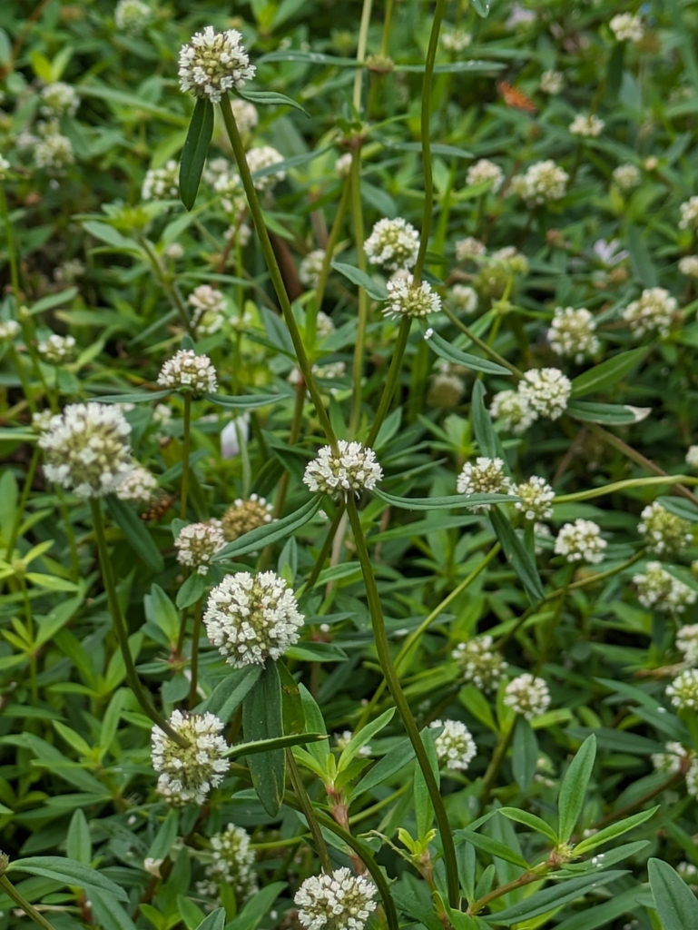 shrubby false buttonweed from Davie, FL 33317, USA on January 19, 2024 ...
