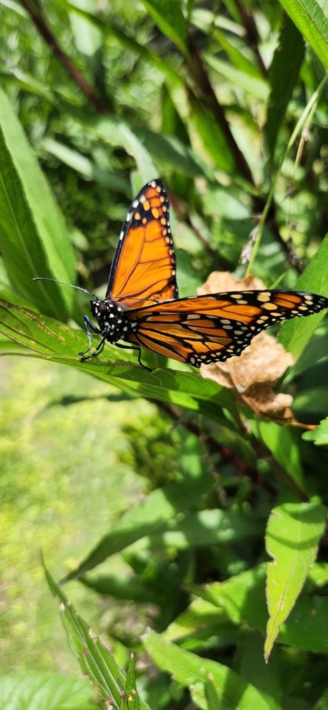 Southern Monarch from Río de la Plata, Provincia de Buenos Aires, AR on ...