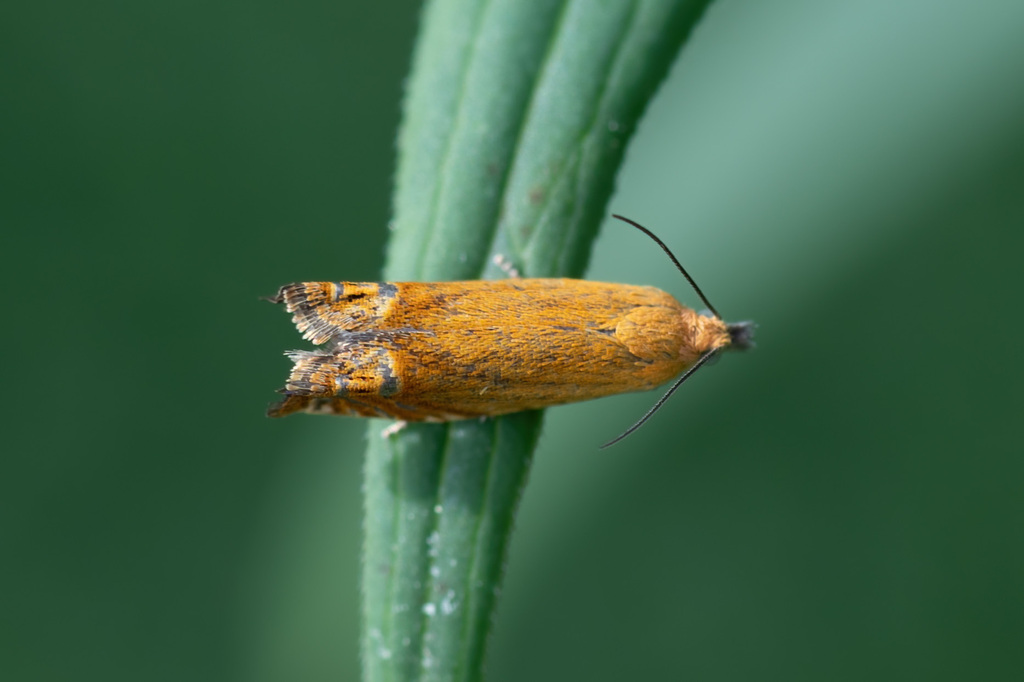 Red Piercer from Кирово-Чепецкий р-н, Кировская обл., Россия on June 3 ...