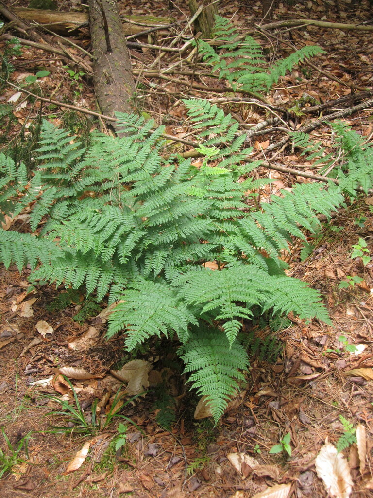 intermediate wood fern from 5922 NY-28N, Newcomb, NY 12852, USA on June ...