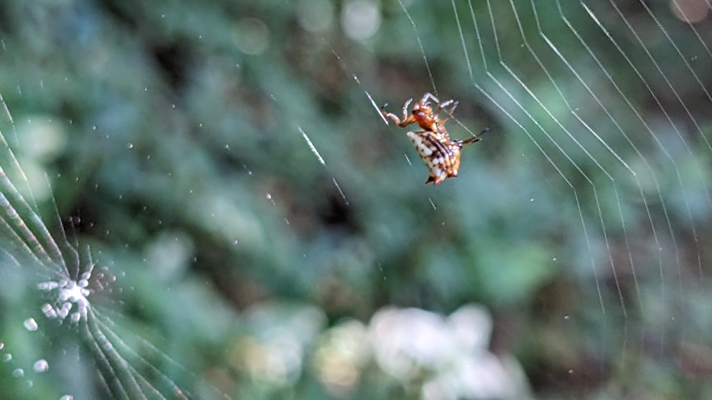Micrathena Spiders from Chisec, Guatemala on January 19, 2024 at 10:09 ...