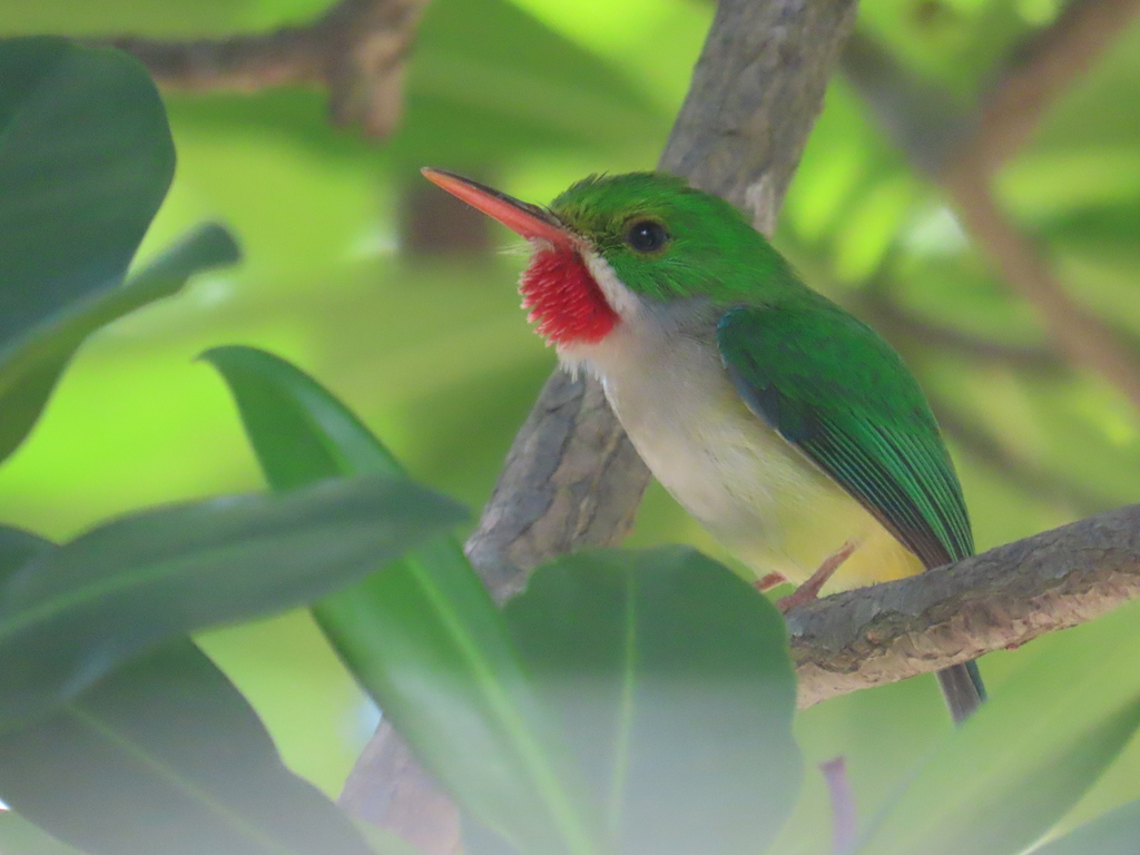 Puerto Rican Tody from Parguera, Lajas 00667, Puerto Rico on January 10 ...