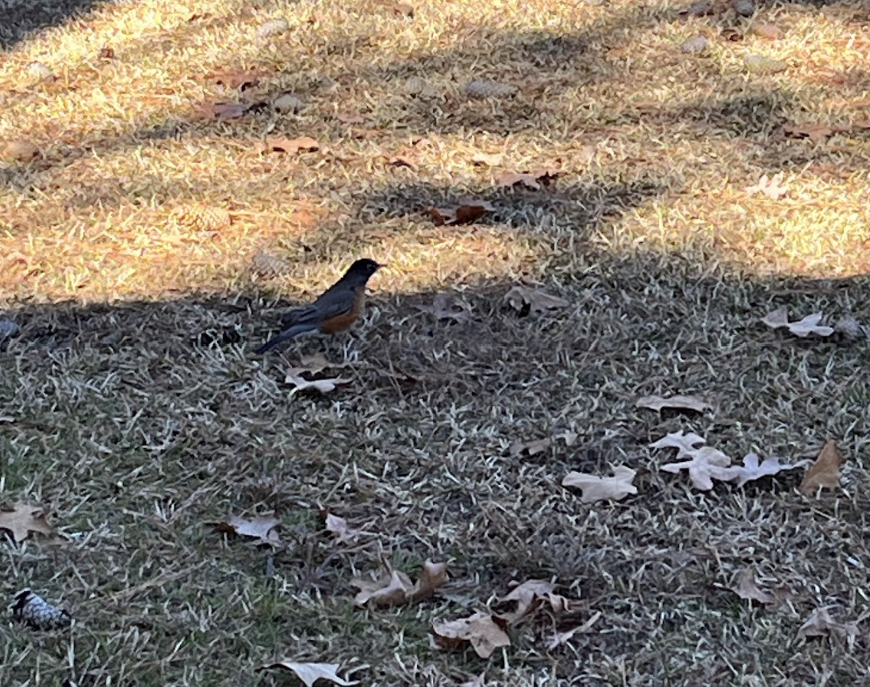 American Robin from Chapel Hill, NC, USA on January 18, 2024 at 12:41 ...