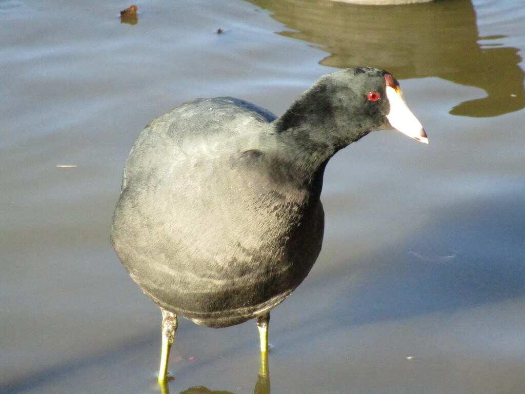 American Coot from Lakeside, CA, USA on January 4, 2024 at 01:04 PM by ...