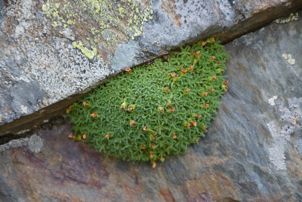 Androsace pyrenaica from 65170 Aragnouet, Francia on June 29, 2023 at ...