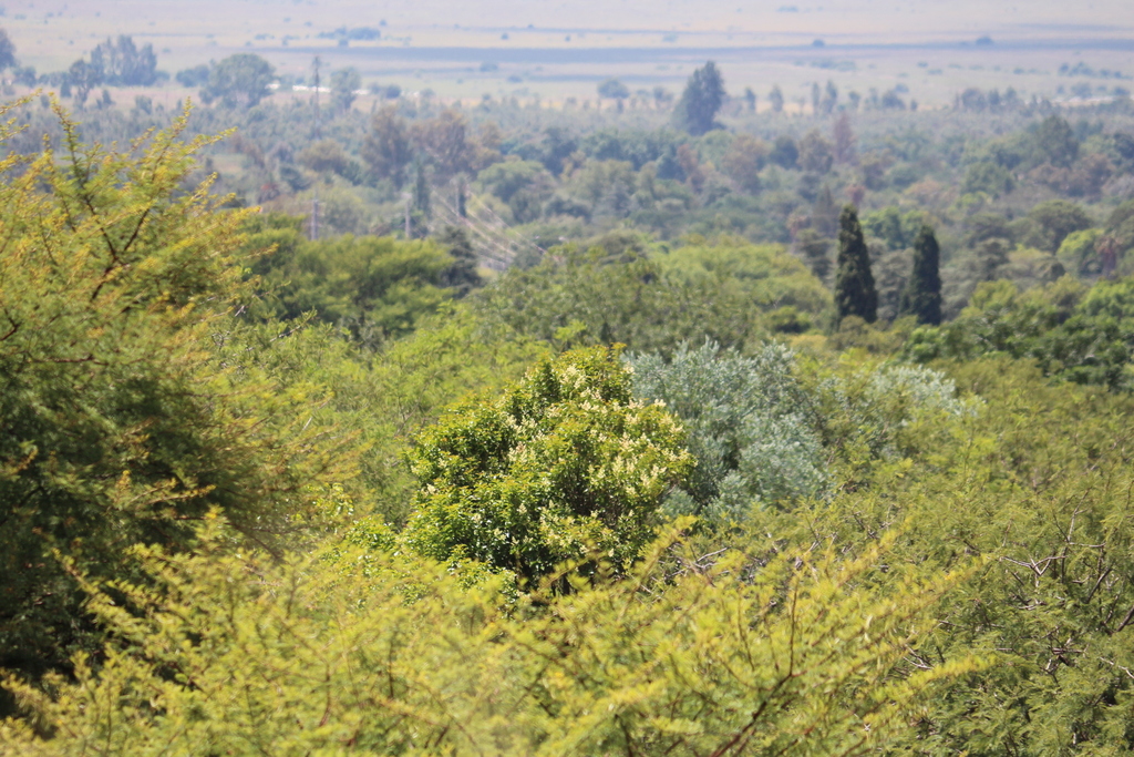 privets from Carletonville, 2499, South Africa on January 19, 2024 at ...