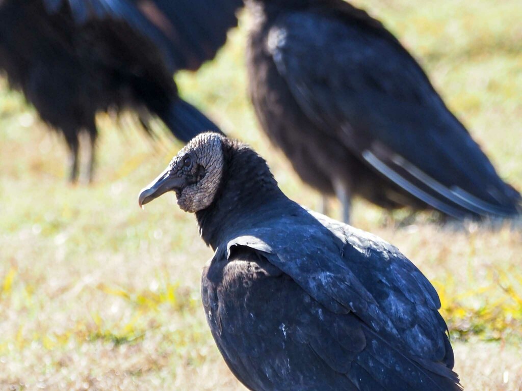 Black Vulture from Hunt County, TX, USA on January 11, 2024 at 02:01 PM ...