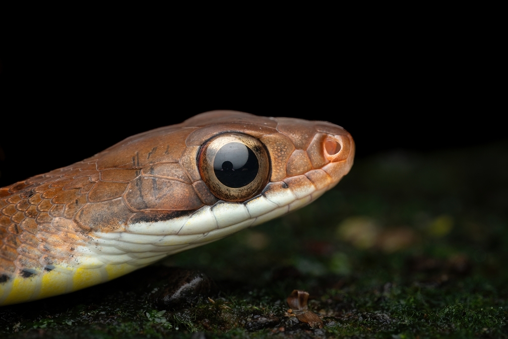 Barred Forest Racer from La Virgen, Heredia, Sarapiquí, Costa Rica on ...